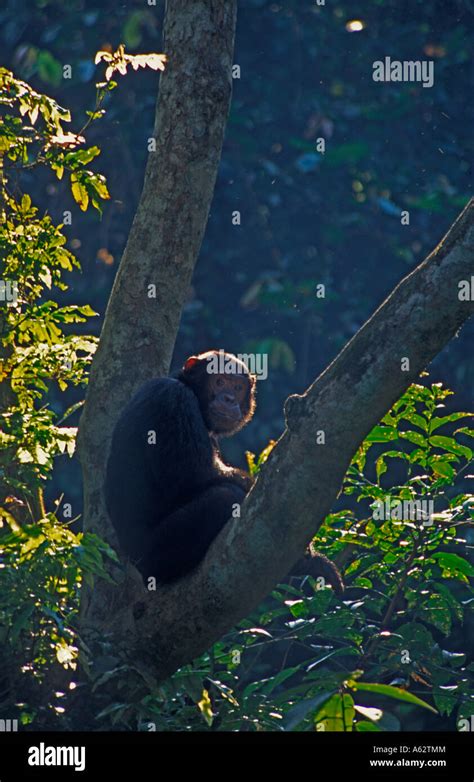 Chimpanzee Pan Troglodytes In A Tree In Gombe Stream National Park