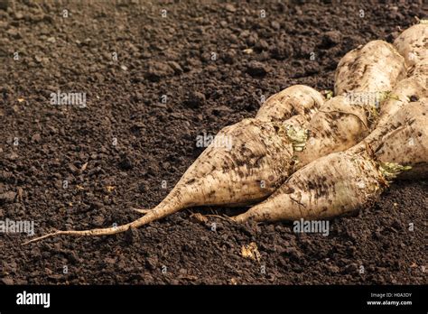harvested sugar beet crop root pile on the ground selective focus