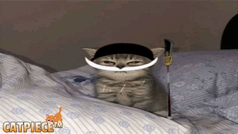 Roblox Cat Piece Codes In February 2023 Free Geli And Goro