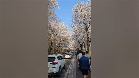 국제대학입구 벚꽃 숫자가 이상하네 벚꽃 Youtube