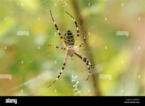 A Hunting Female Wasp Spider Argiope Bruennichi On Its Web Stock