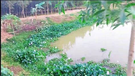 গ্রামের প্রাকৃতিক সৌন্দর্য ও কচুরিপানা Youtube