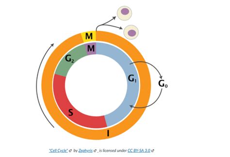 Cell Division Diagram Quizlet