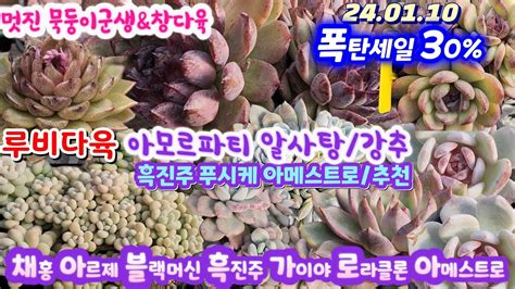 루비다육4묵둥이창다육30초특가세일알사탕채홍아모르파티아르제트럼소푸시켓백봉교배종블랙머신립스틱아메스트로가이야흑진주쥬피터 Youtube