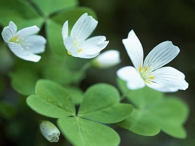 コミヤマカタバミ 花言葉 一覧花図鑑花の写真 フラワーライブラリー