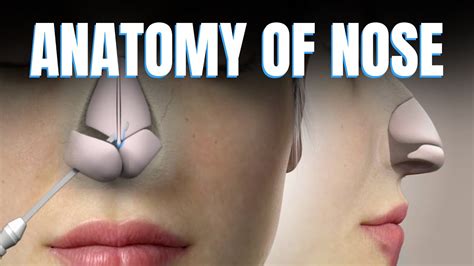 Lateral Wall Of Nose Vestibule Choanae And Medial Septum