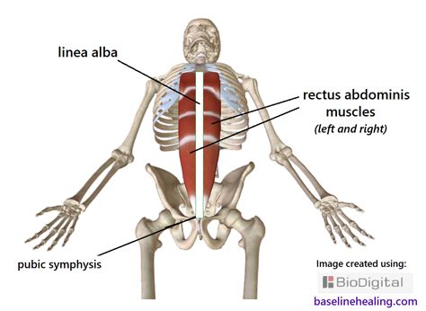 Linea Alba Midline Primary Guide For Body Alignment