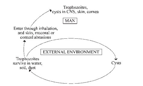 Life Cycle Of Acanthamoeba Download Scientific Diagram