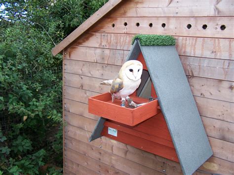 Red Cedar Barn Owl Box W Shelf The Owl Box