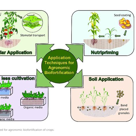 Pdf Agronomic Biofortification Of Food Crops An Emerging Opportunity For Global Food And
