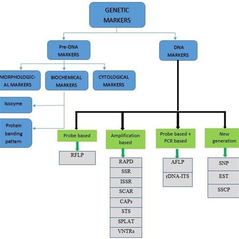 Pdf Molecular Markers And Marker Assisted Plant Breeding Current