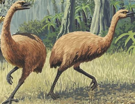Aj The Moa These Flightless Birds Were Indigenous To New Zealand