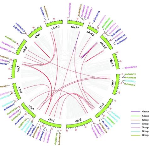 Schematic Representations For The Chromosomal Distribution And Download Scientific Diagram