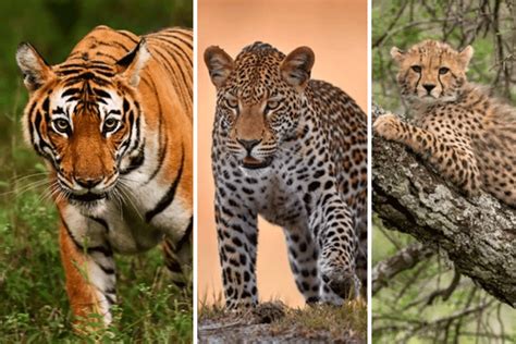 Tiger Tiger Leopard And Cheetah Seen Together In Extremely Rare