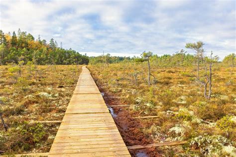Long Wooden Boardwalk On A Bog In A Desolate Landscape Stock Image Image Of Woodland Conifer