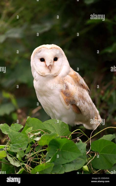Barn Owl Tyto Alba Adult Bird Perched On Tree Surrey England