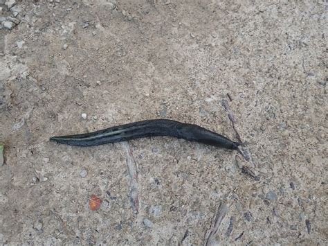 Path Snail Slow To Free Photo On Pixabay Pixabay