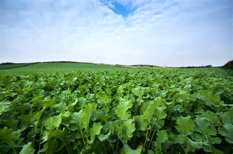 Brassicas How Forage Crops Can Play A Valuable Role Agrilandie