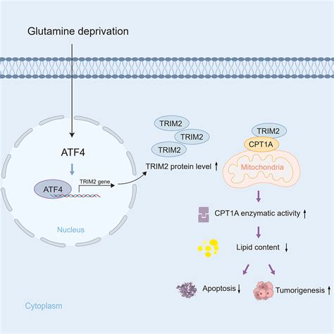 The Febs Journal Vol 292 No 2