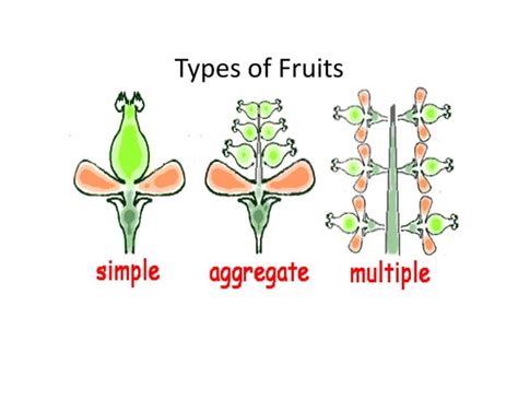 Morphology Of Fruits Pdf