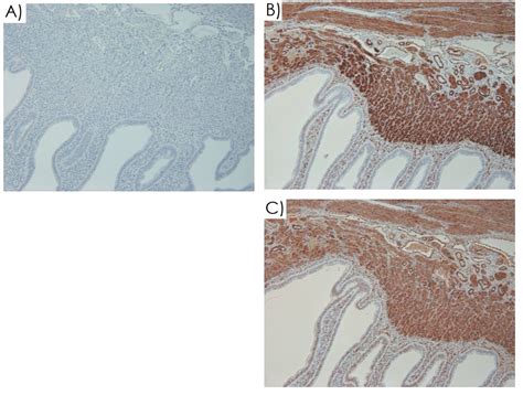 Mouse On Mouse Polymer IHC Kit Ab269452 Abcam