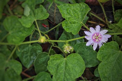 Todo Sobre La Granada China Passiflora Ligularis Juss Huerto En Casa
