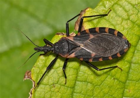 Deadly Kissing Bug Disease Is On The Rise Across The Us Cdc Warns