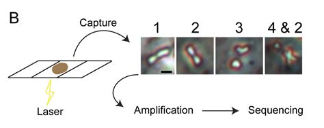 Publications Aging And Regeneration Lab