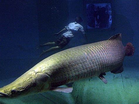 New Arapaima Species Discovered In Amazon A Giant Fish That Can Breath Air