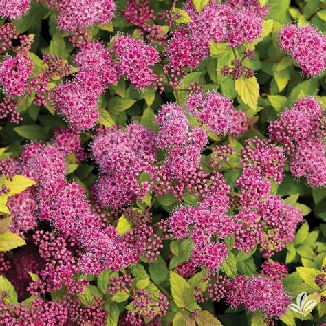 Spirea Magic Carpet® Earl May Garden Center