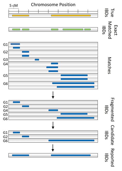 Merge And Refine Example Of A Haplotype Pair C 2 Gmax 2cm