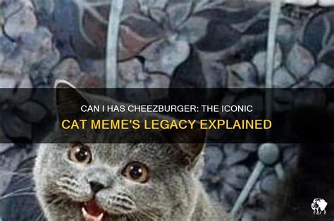 Can I Has Cheezburger The Iconic Cat Memes Legacy Explained Petshun