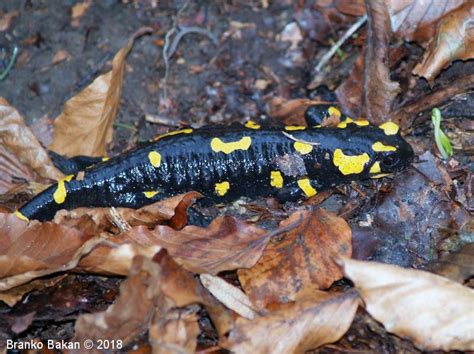 Navadni Močerad Urbanatura