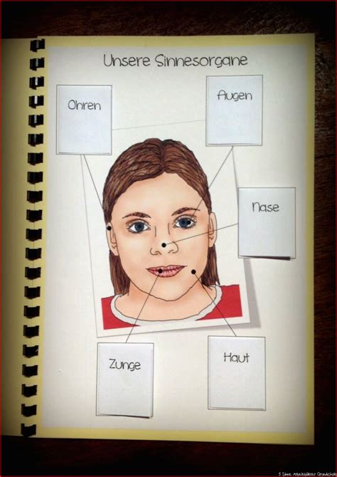5 Sinne Arbeitsblätter Grundschule 3 Designs Sie Kennen Müssen