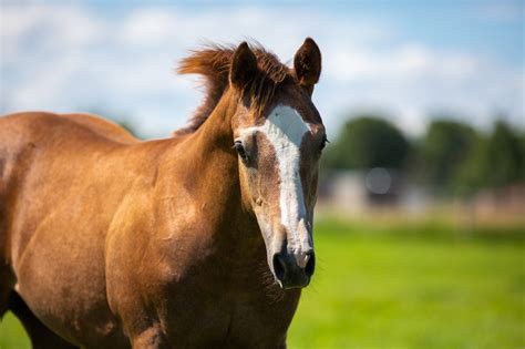 Birdtail Ranch Simms Mt