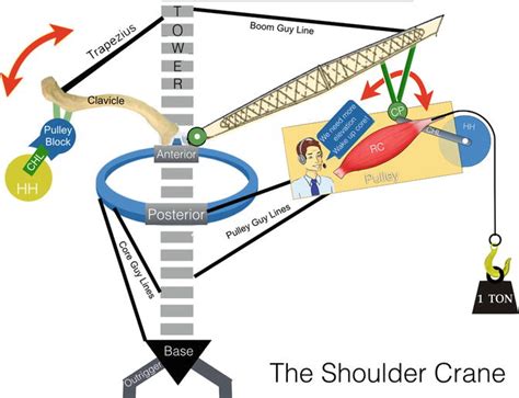 The Functional Shoulder Musculoskeletal Key The Functional Shoulder Musculoskeletal Key