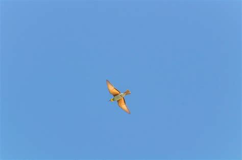 Premium Photo Bird In Flight European Bee Eater Flying Merops Apiaster Wings Spread Flying