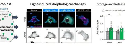 Optogenetic Platform Enables Spatiotemporal Control Of Protein And Mrna Activity In Living Cells