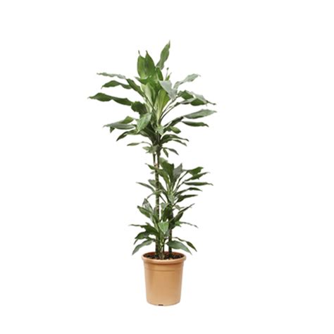 Dracaena Janet Lind 3 Legs 110 Cm Nabataty Shop