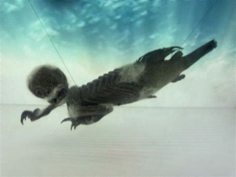 A Fiji Mermaid In Florida Locations Of Lore