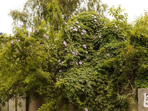 Ipomoea Cairica Ecured