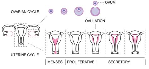 What Is The Difference Between Proliferative Phase And Secretory Phase