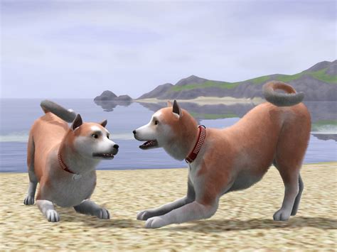 The Sims Resource Shiba Inu