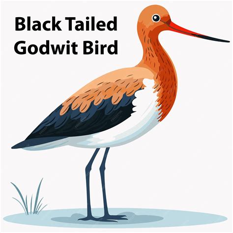 Premium Vector Black Tailed Godwit Bird Mascot Vector Illustration
