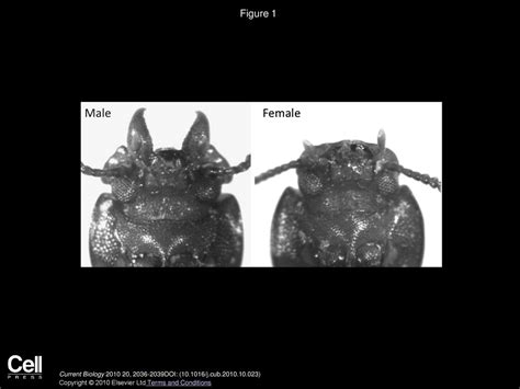Intralocus Sexual Conflict Unresolved By Sex Limited Trait Expression Ppt Download