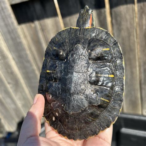 Care The Regrowth On Blastoise Shell Looks Beautiful 🤩 Facebook