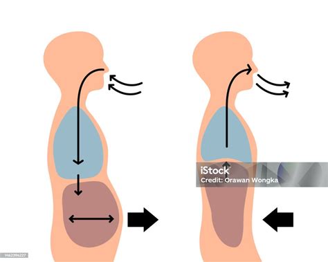 평면 벡터 스타일로 숨을 들이쉬고 내쉴 때 인체를 격리합니다 호흡 운동에 대한 스톡 벡터 아트 및 기타 이미지 호흡 운동 평면 벡터 스타일로 숨을 들이쉬고 내쉴 때 인체를 격리합니다 호흡 운동에 대한 스톡 벡터 아트 및 기타 이미지 호흡 운동