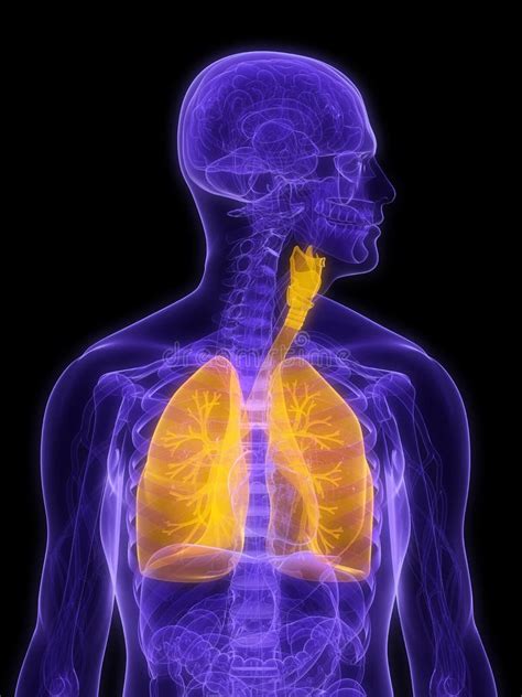 Lung Side Stock Illustrations 400 Lung Side Stock Illustrations