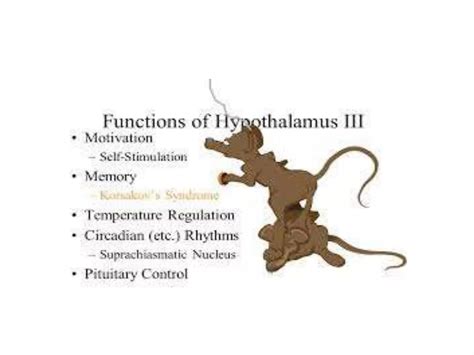 Limbic And Paralimbic System Ppt