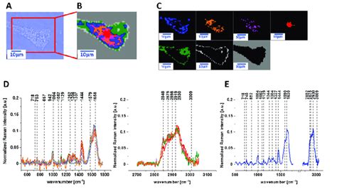 The Microscopy Image A Raman Image B Of Human Colon Normal Single Download Scientific
